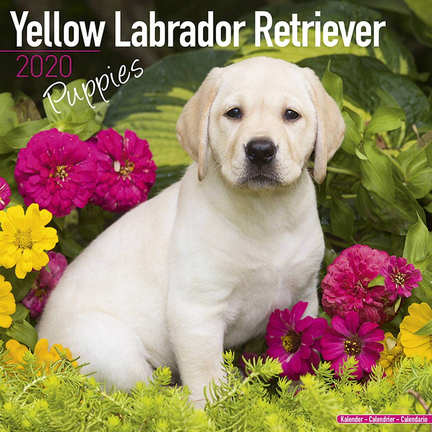 Yellow Labrador Puppies Calendar - Dog Breed Calendars - 2019 - 2020 ...