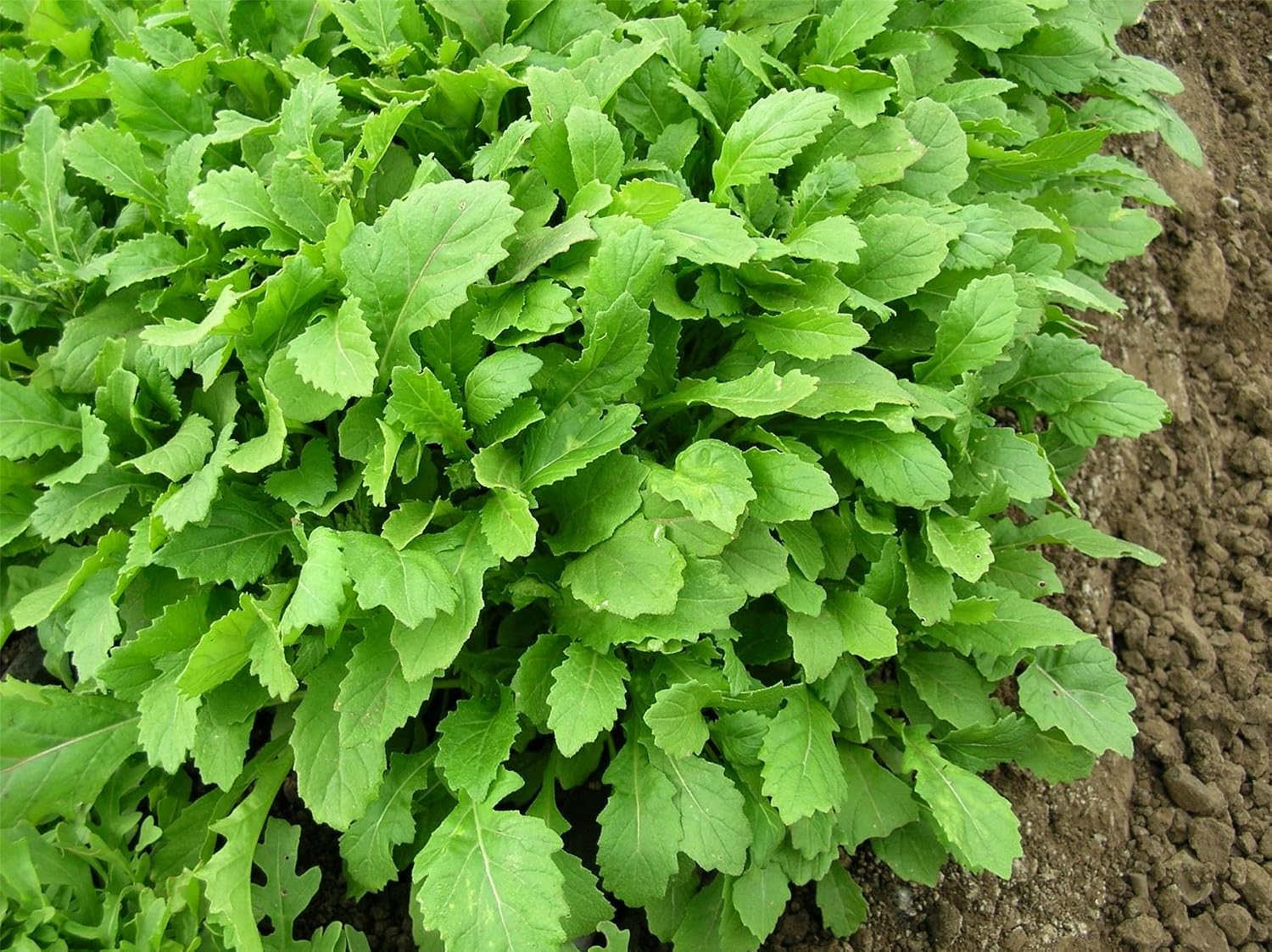 JustSeed - Vegetable - Salad Rocket - Wasabi - 2500 Seeds : Amazon.co ...
