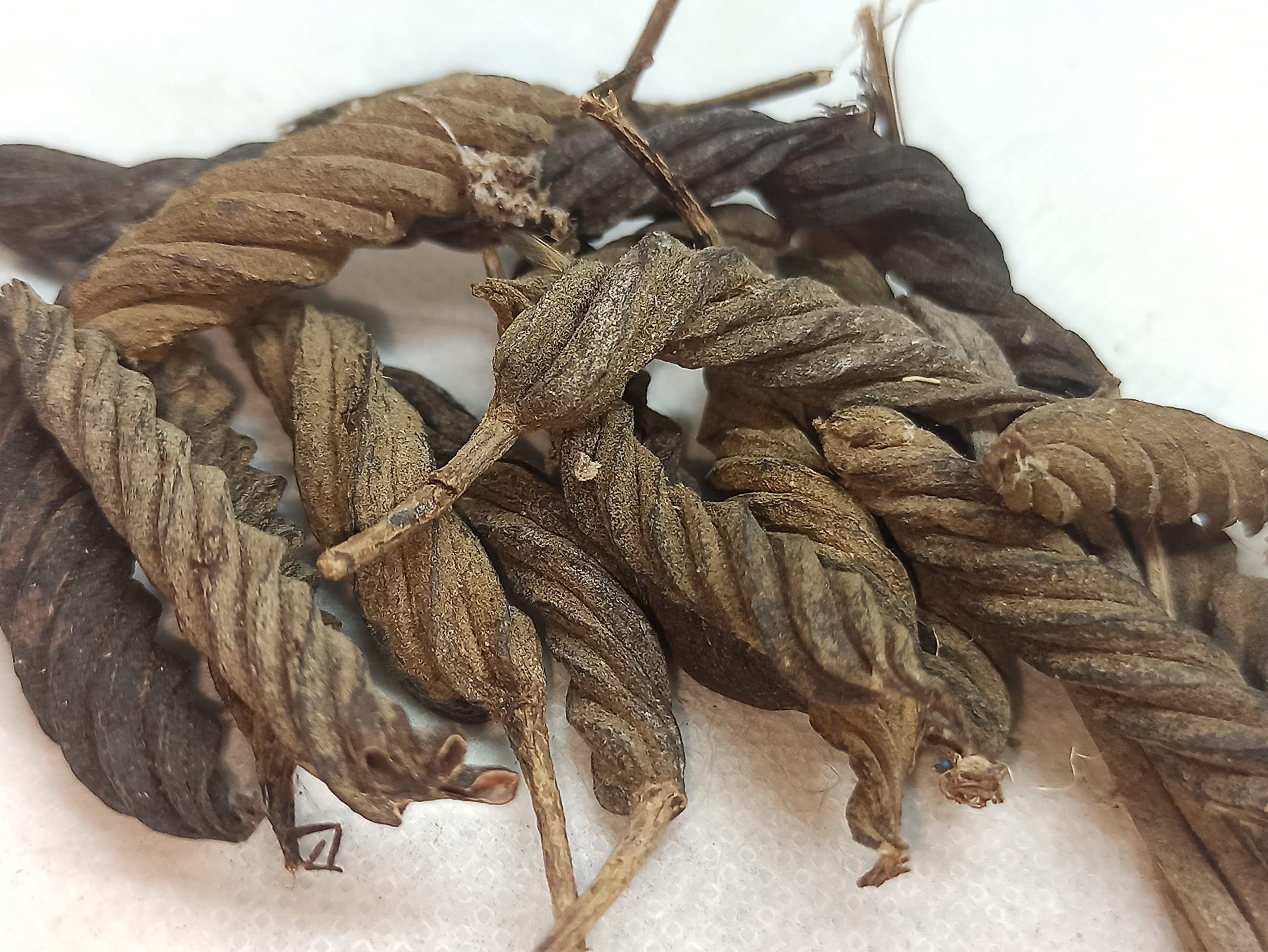 NATURALIFE'S-*VALAMPURI EDAMPURI*-VALAMPURI KAAI/INDIAN SCREW TREE (RAW ...