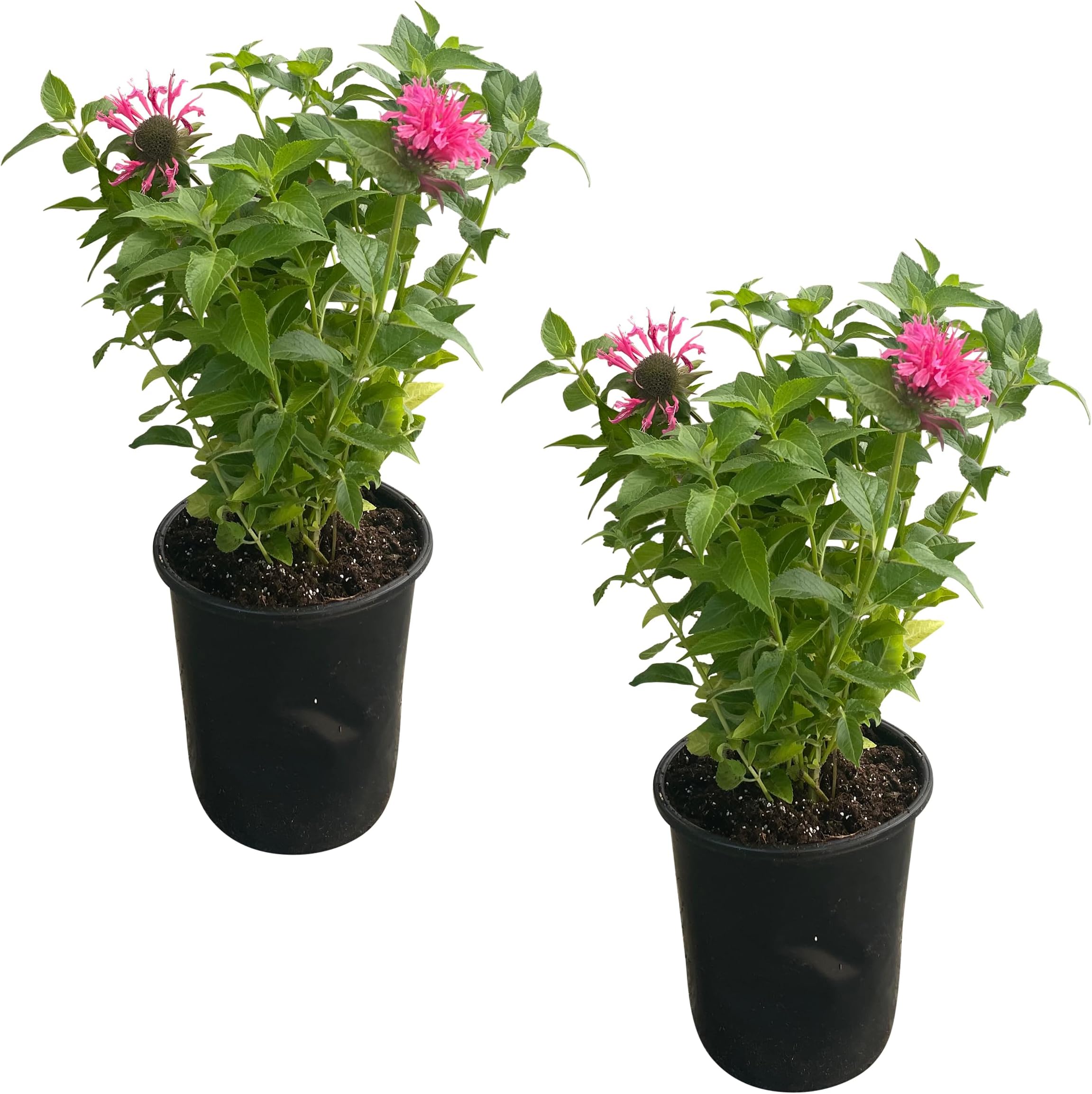 Amazon.com: Live Flowering Bee Balm - Balmy Pink (2 Plants Per Pack ...