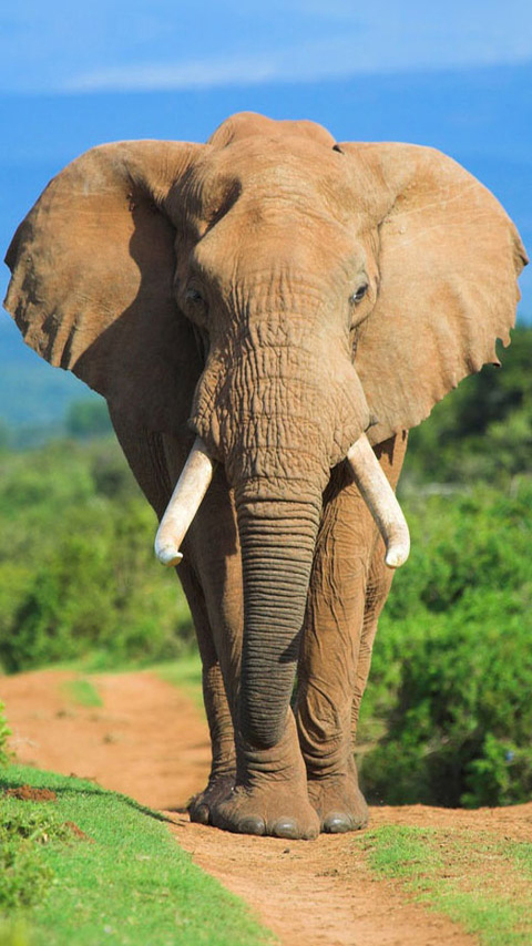 Sound Touch Lite - Baby flash cards - Application sur Amazon Appstore