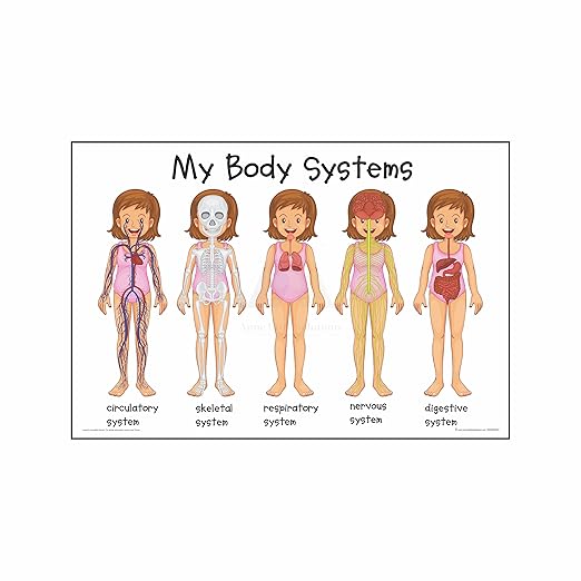 Anne Print Solutions® My Body System Female chart Poster For Hospital ...
