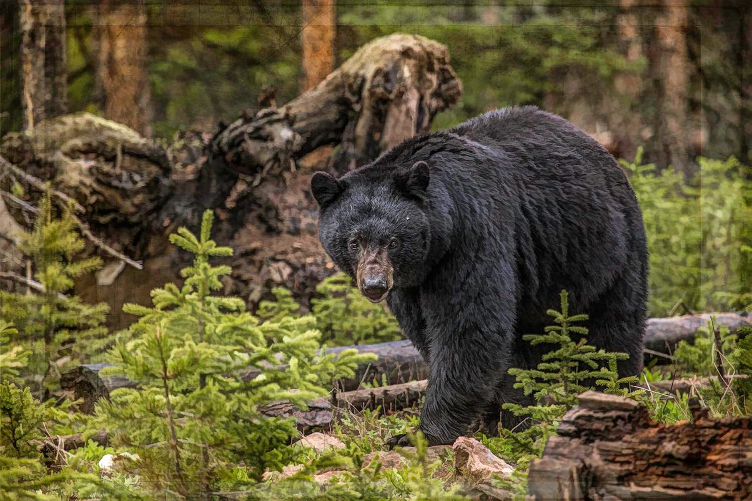 Amazon.com: Large Black Bear Quilt Panel - ANW-053 - Size 23" x 15 ...