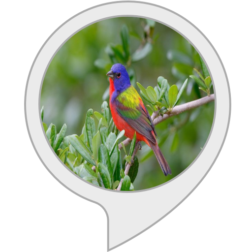 Amazon.com: Earth Watch : Alexa Skills