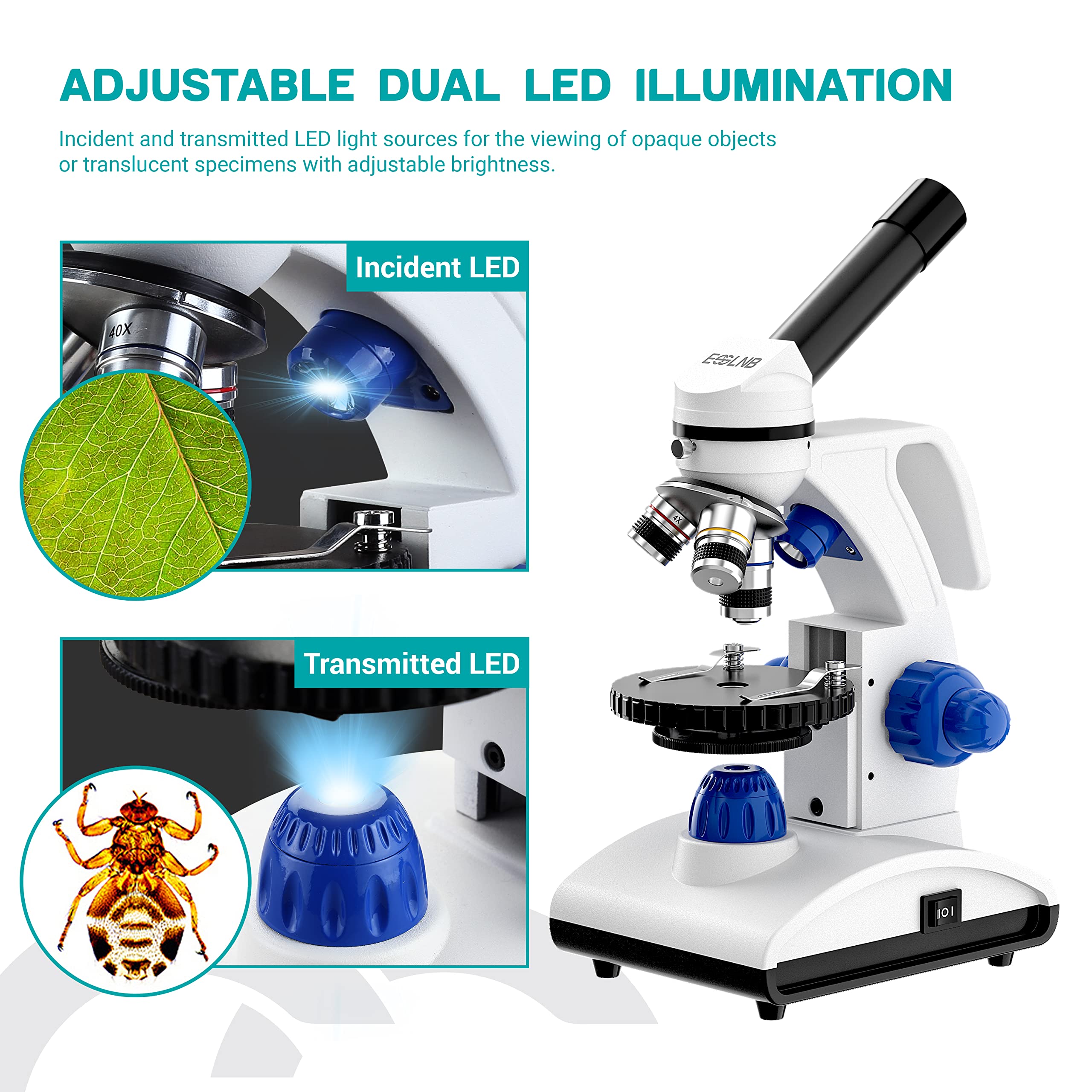 Microscope Diagram For Kids