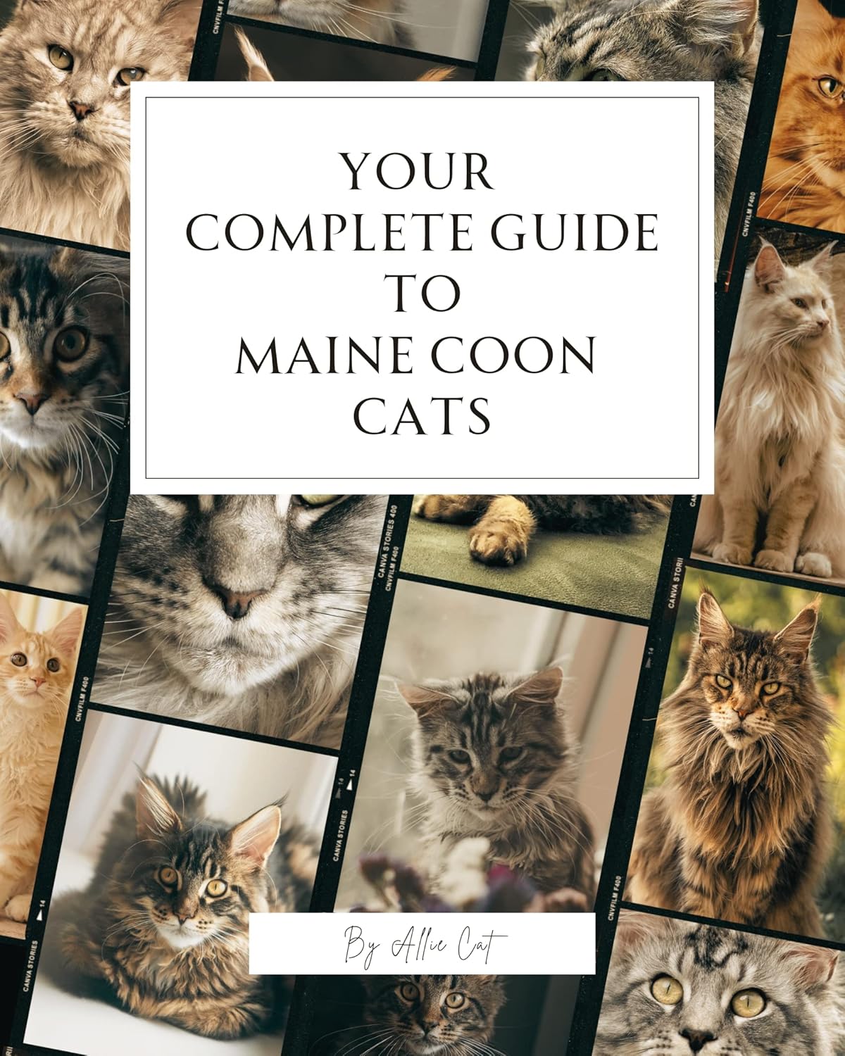 Your Complete Guide to Maine Coon Cats eBook : Cat, Allie: Amazon.co.uk ...
