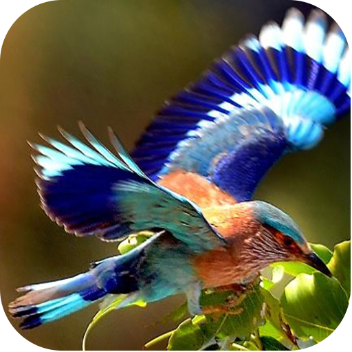 Amazon Birds Wallpaper