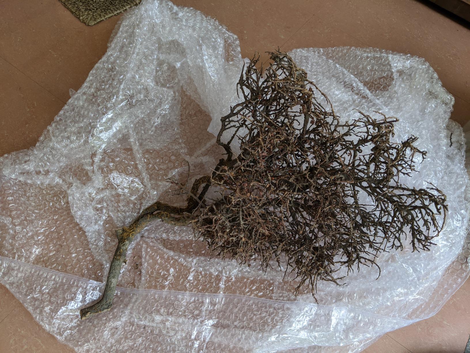 Sagar Aquarium Driftwood Banyan Tree Shape Wood Bonsai Tree for Fish ...