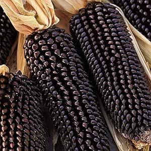 1 Bag Corn Seeds,Natural Fresh Lightweight Rustic Maize Seeds for ...