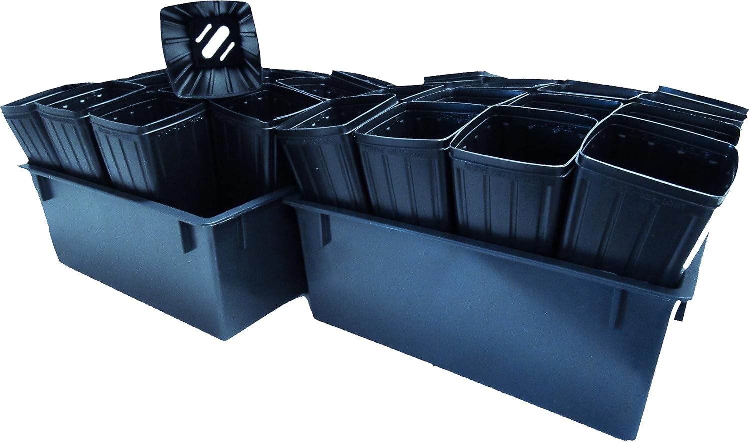 Amazon.com: Stuewe & Sons – Mini Treepot Growing Kit - TP49 – 4” x 9.5 ...