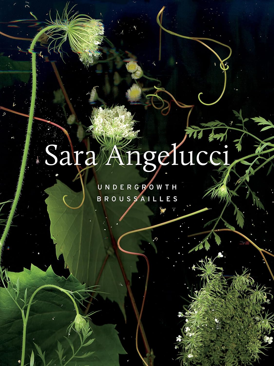 Amazon.com: Sara Angelucci: Undergrowth / Broussailles: 9781770417403 ...