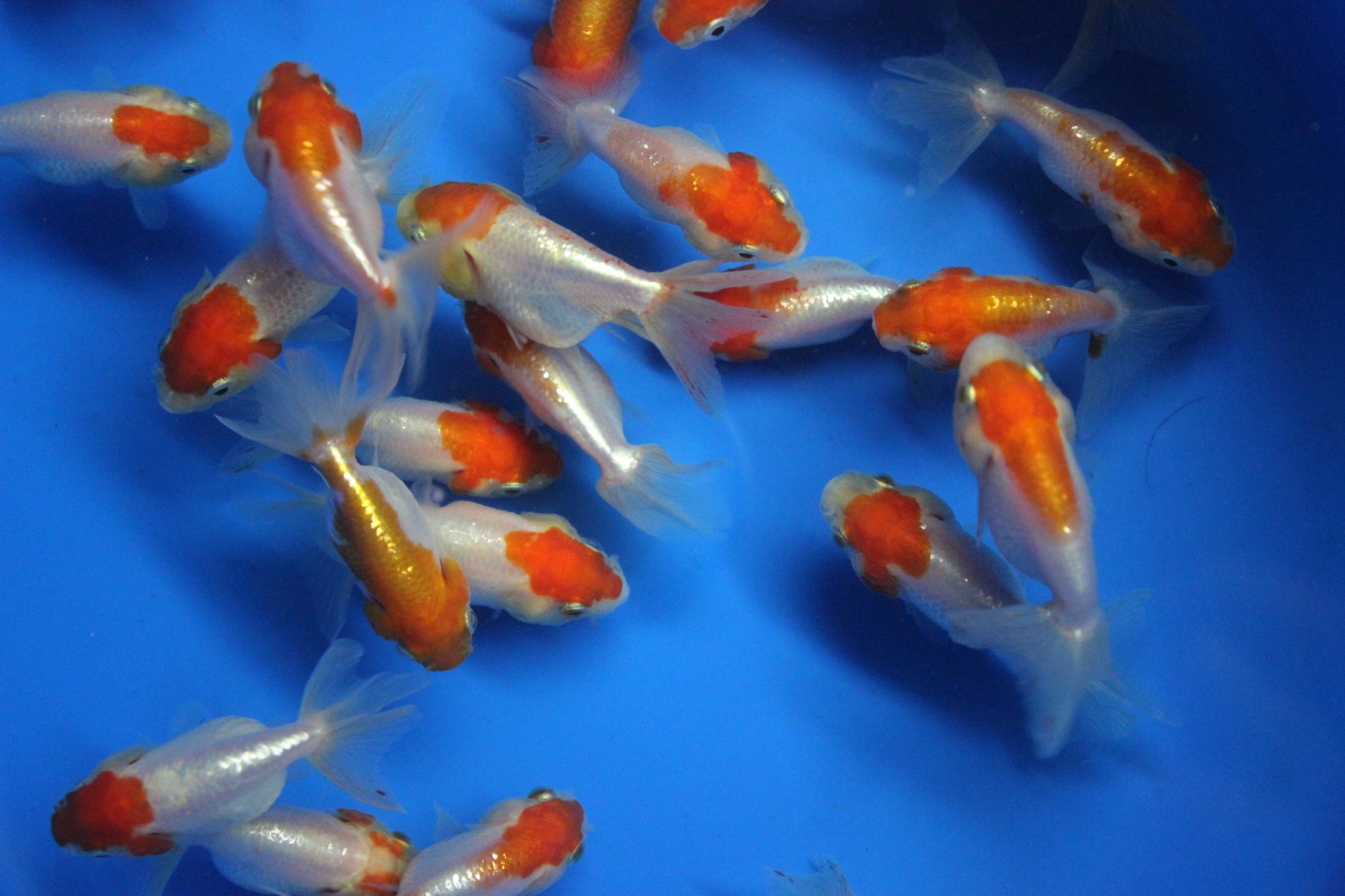 White Ranchu Goldfish
