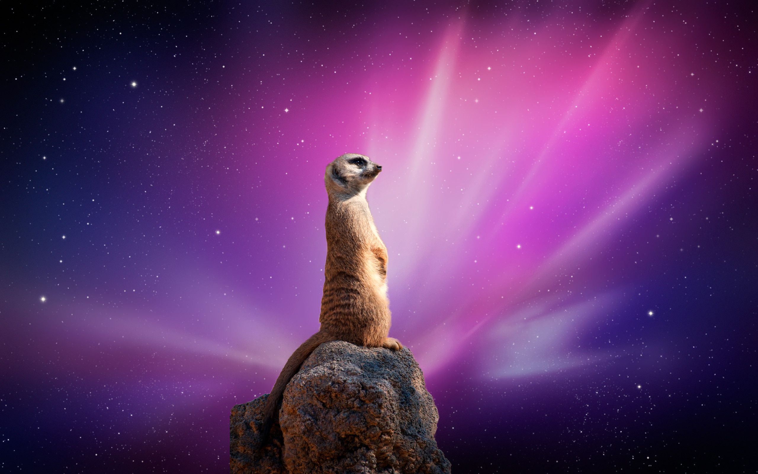 Meercat Cute Wallpapers - Aplicativo na Amazon Appstore