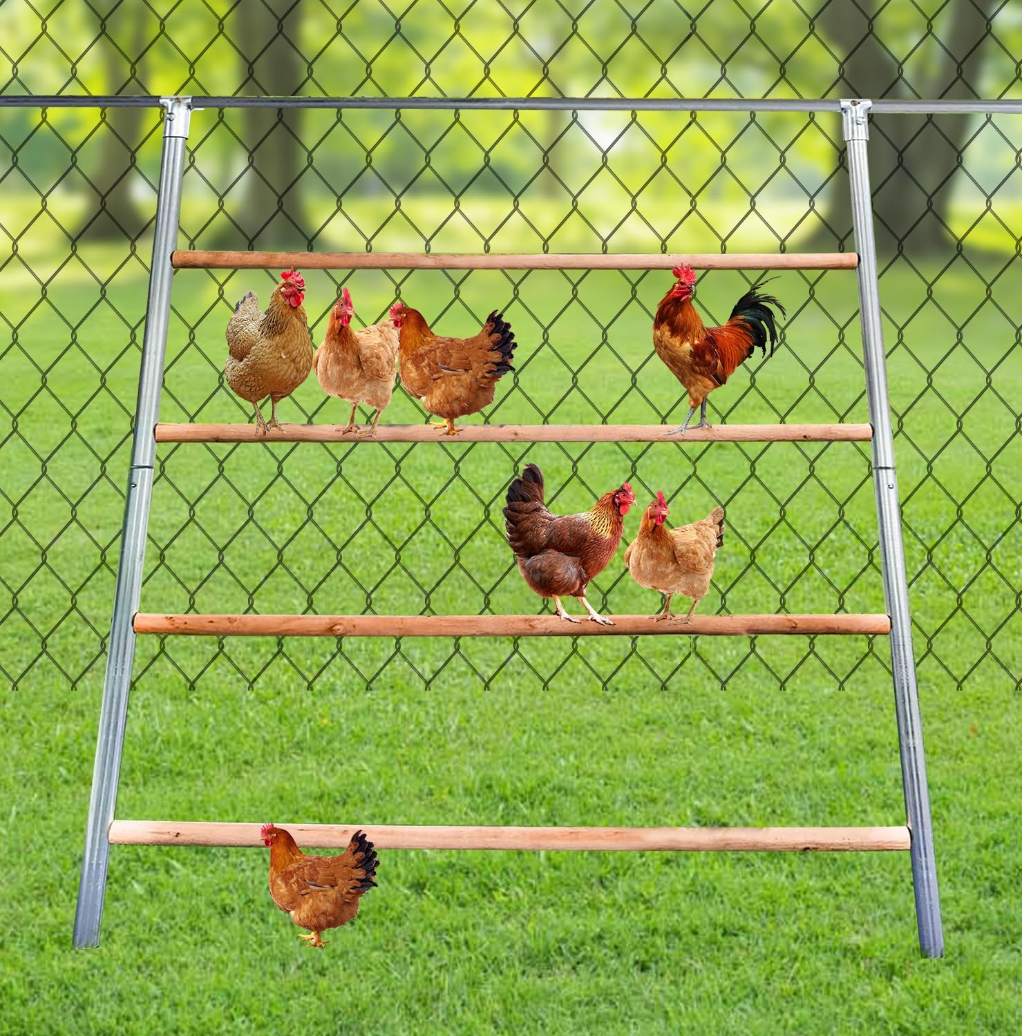 Amazon.com: Chicken Perch Chicken Roosting Bars for Chicken Coop ...