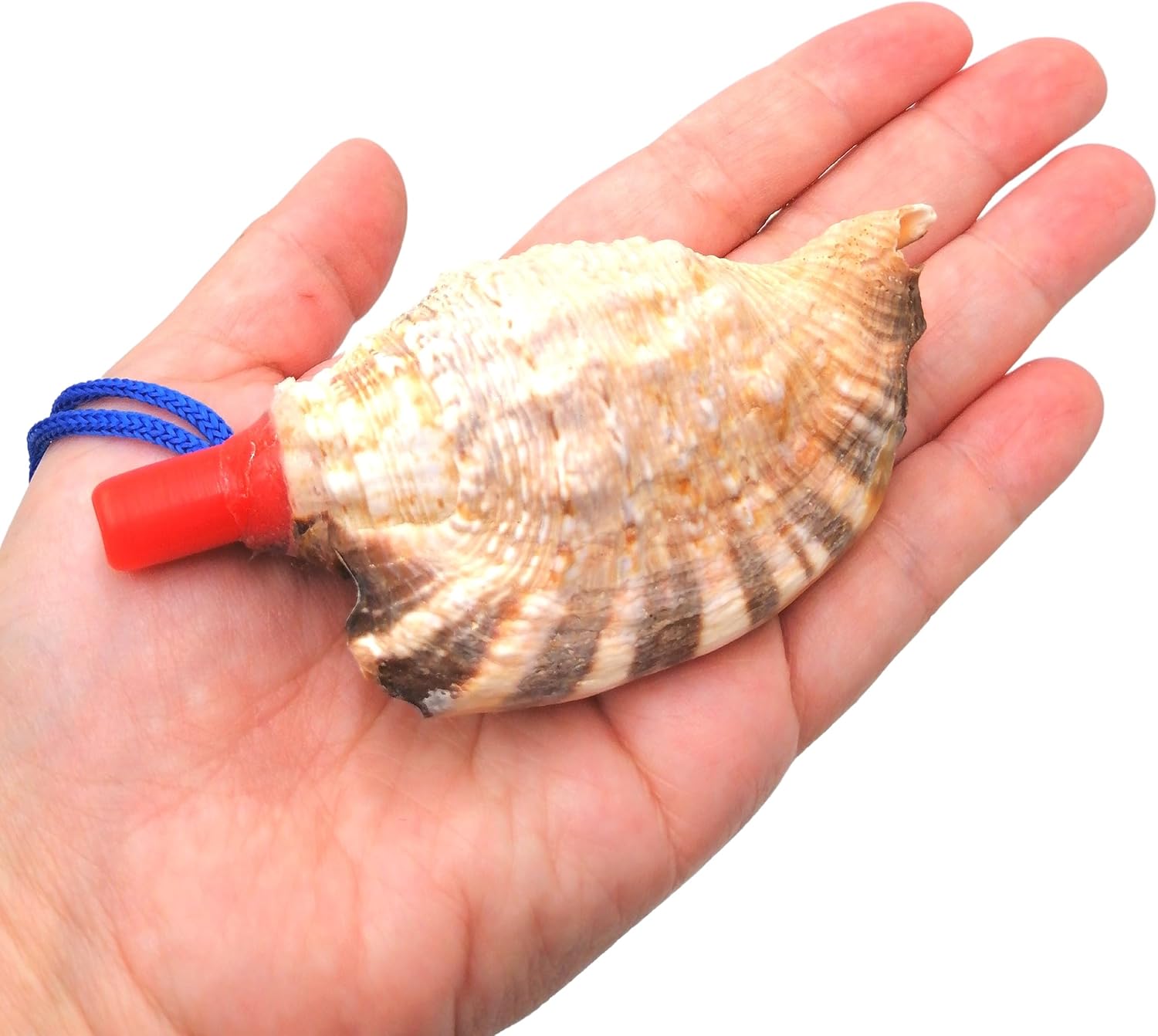 Amazon.com: Seashell Whistle Flute, Genuine Shell Horn, Blowing, Unique ...