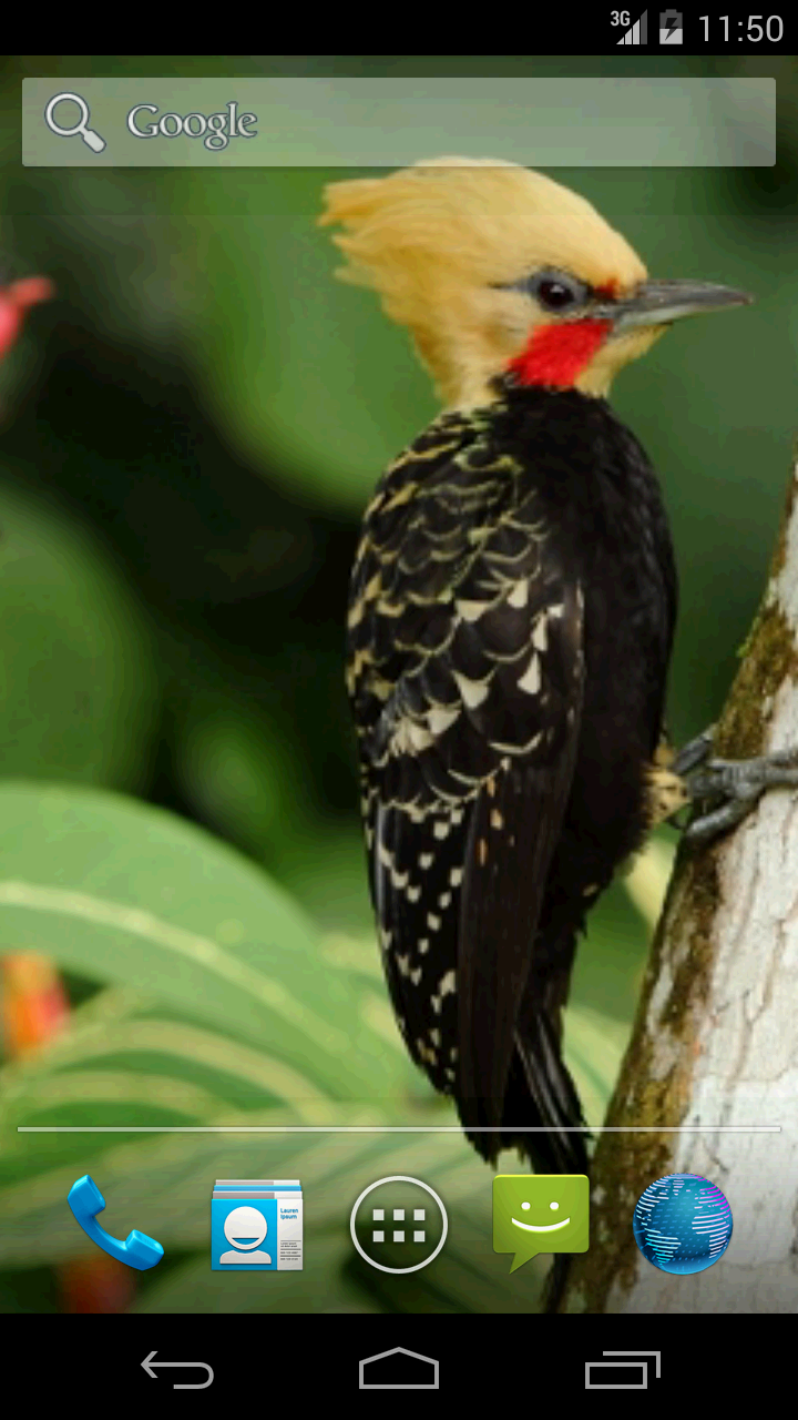 Woodpecker Wallpaper App - App on the Amazon Appstore