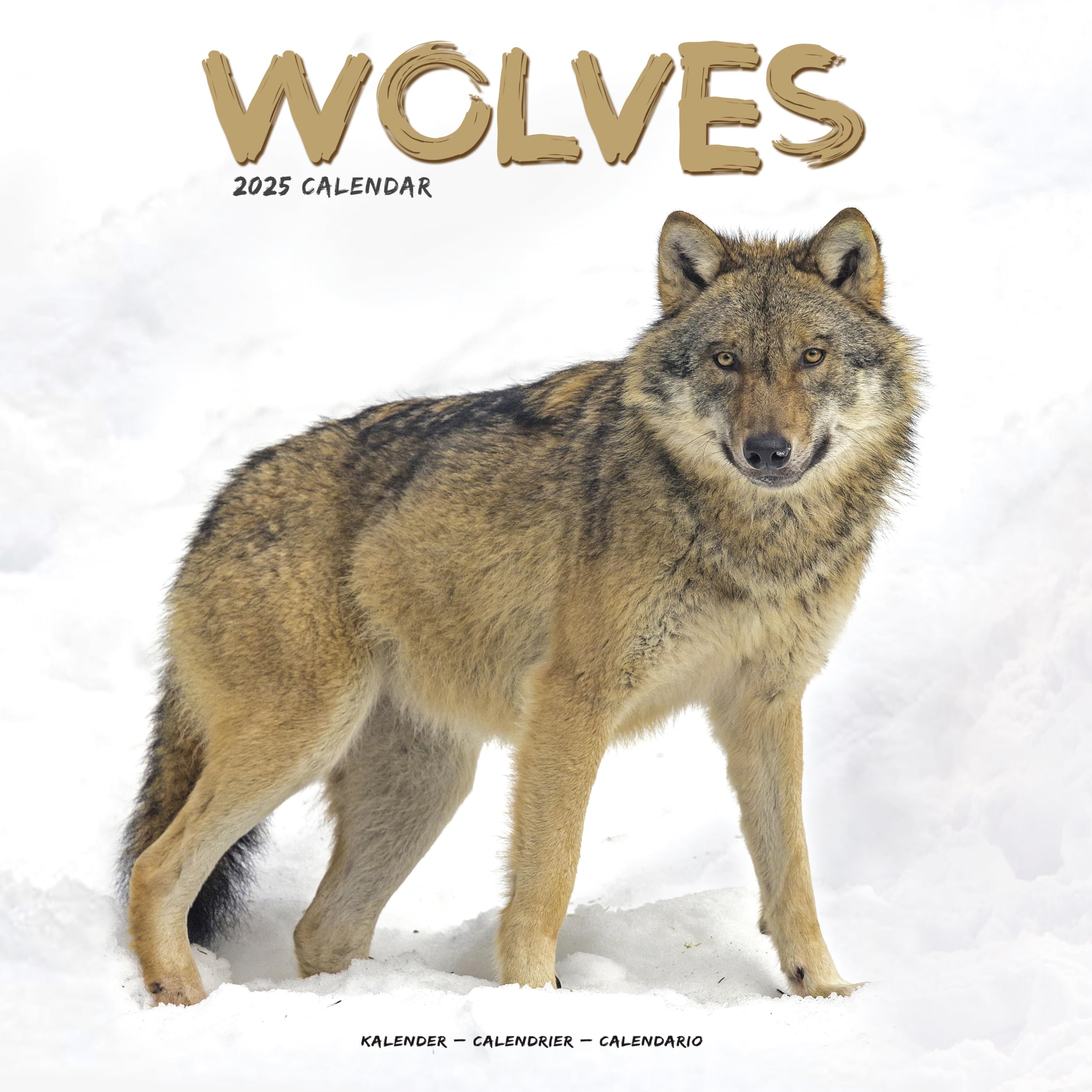 Wolves 2025 Square Wall Calendar Animal Wildlife Calendar English ...