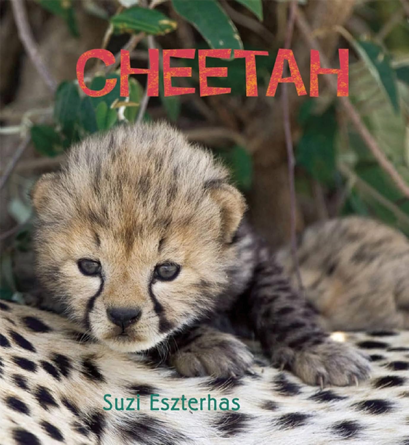 Eye on the Wild: Cheetah: Eszterhas, Suzi: 9781847803016: Amazon.com: Books