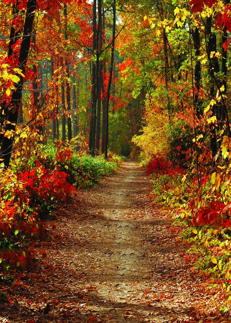 Fall Forest Path