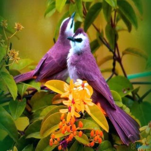 Birds Wallpapers Beautiful