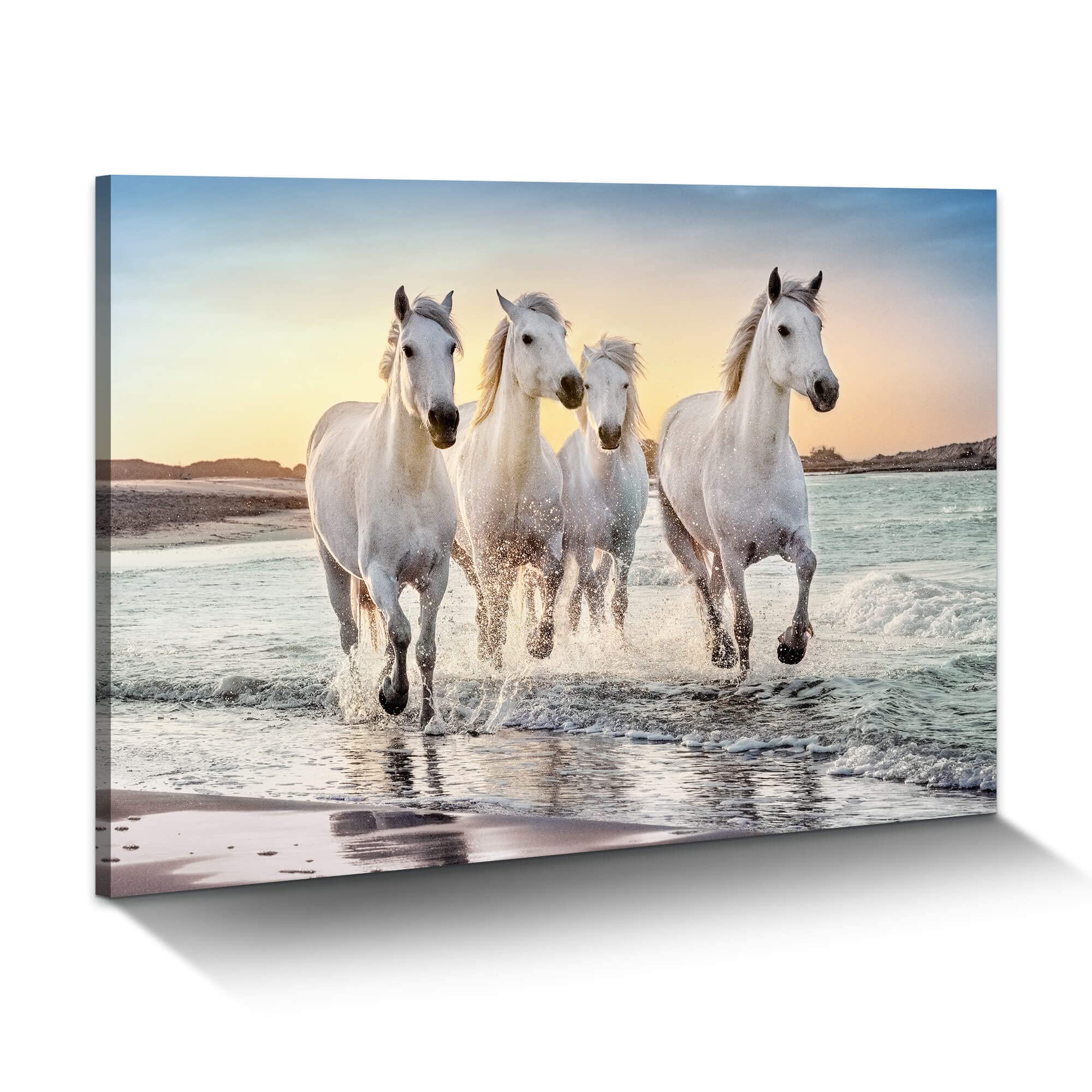 Beach Horse Canvas Wall Art: White Elegant Equines Photo Prints ...