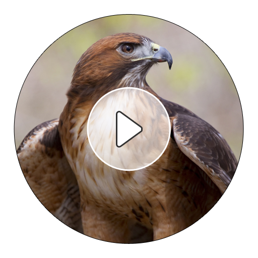 Hawk Sounds And Ringtones - App on Amazon Appstore