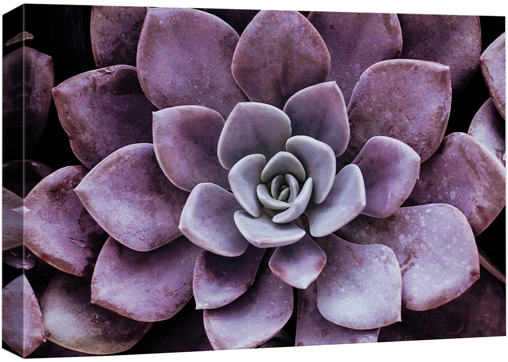 Purple Succulent Flower