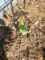 Amazon.com : Puerto Rican Pumpkin/Calabaza ( 25 Seeds) - Open ...