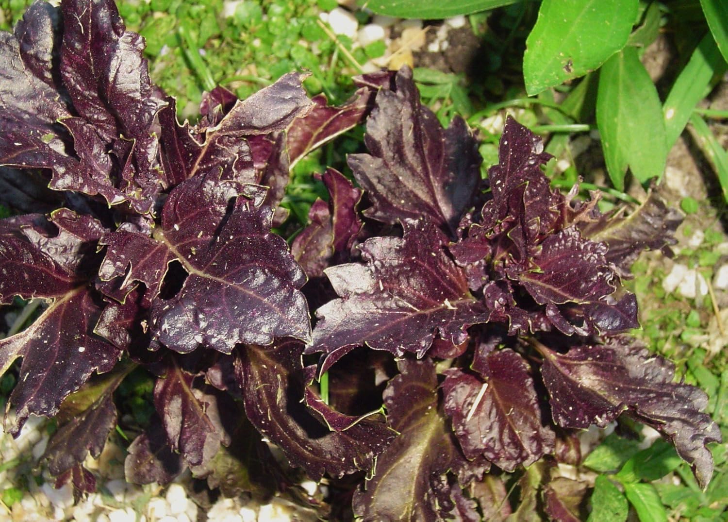 Amazon.com : Purple Ruffles Basil Heirloom Non-GMO Herb Seeds by ...
