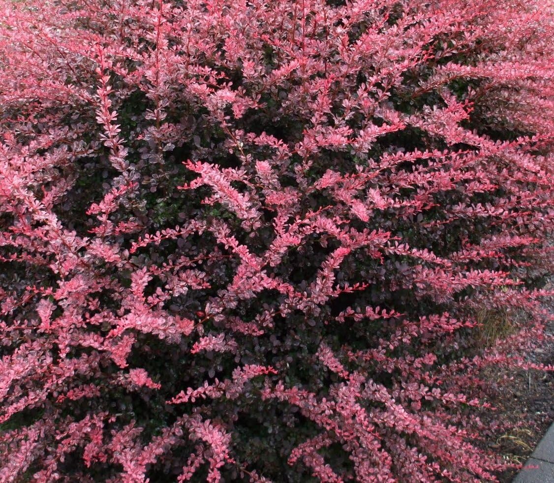 Amazon.com : Organic Muir Lettuce 200 Seeds #7034 Item Upc#650348691790 ...