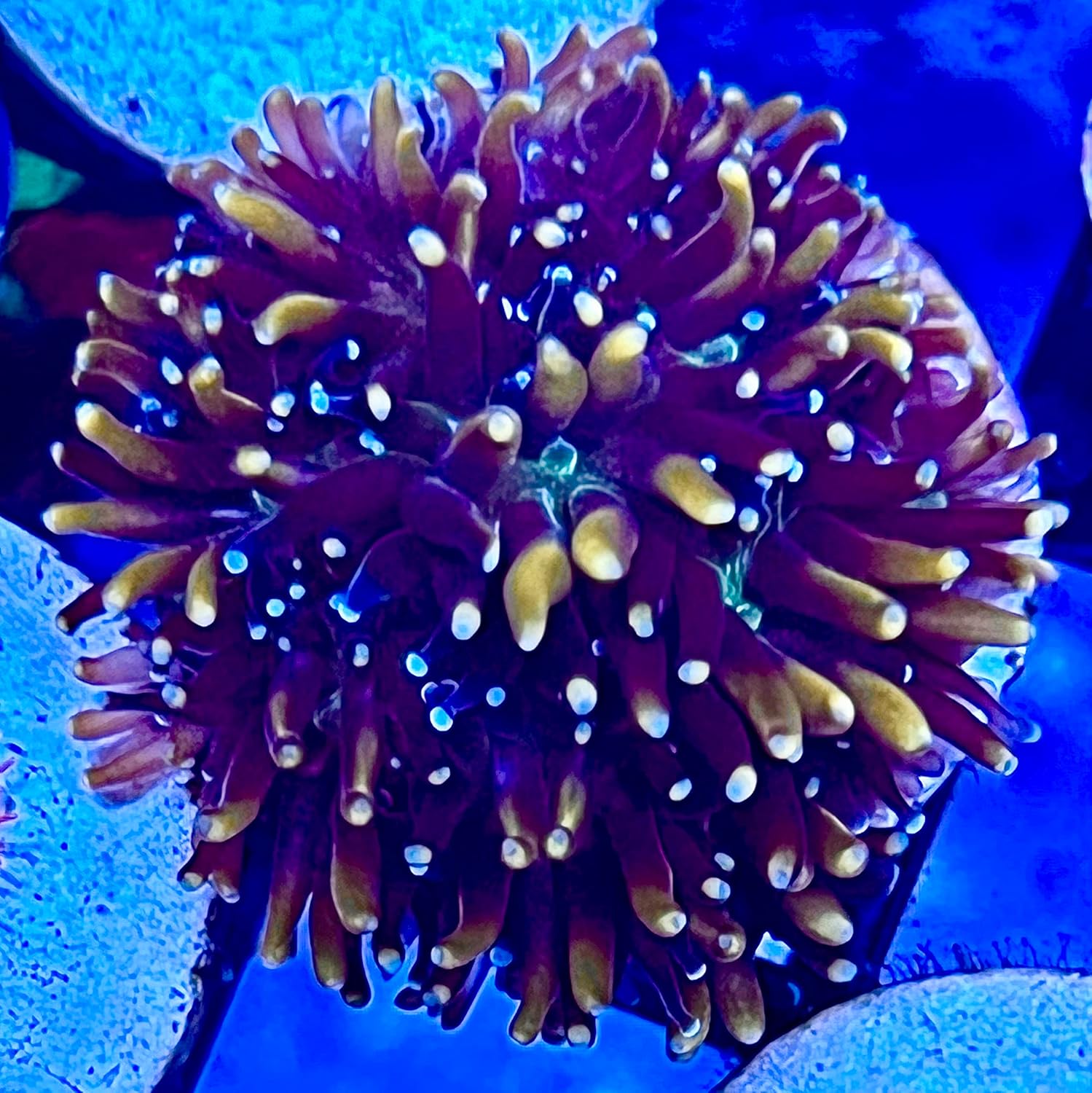 Amazon.com : Live Saltwater Coral Frag - Golden Galaxea (Colony) : Pet Supplies