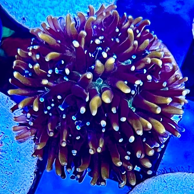 Amazon.com : Live Saltwater Coral Frag - Golden Galaxea (Colony) : Pet ...
