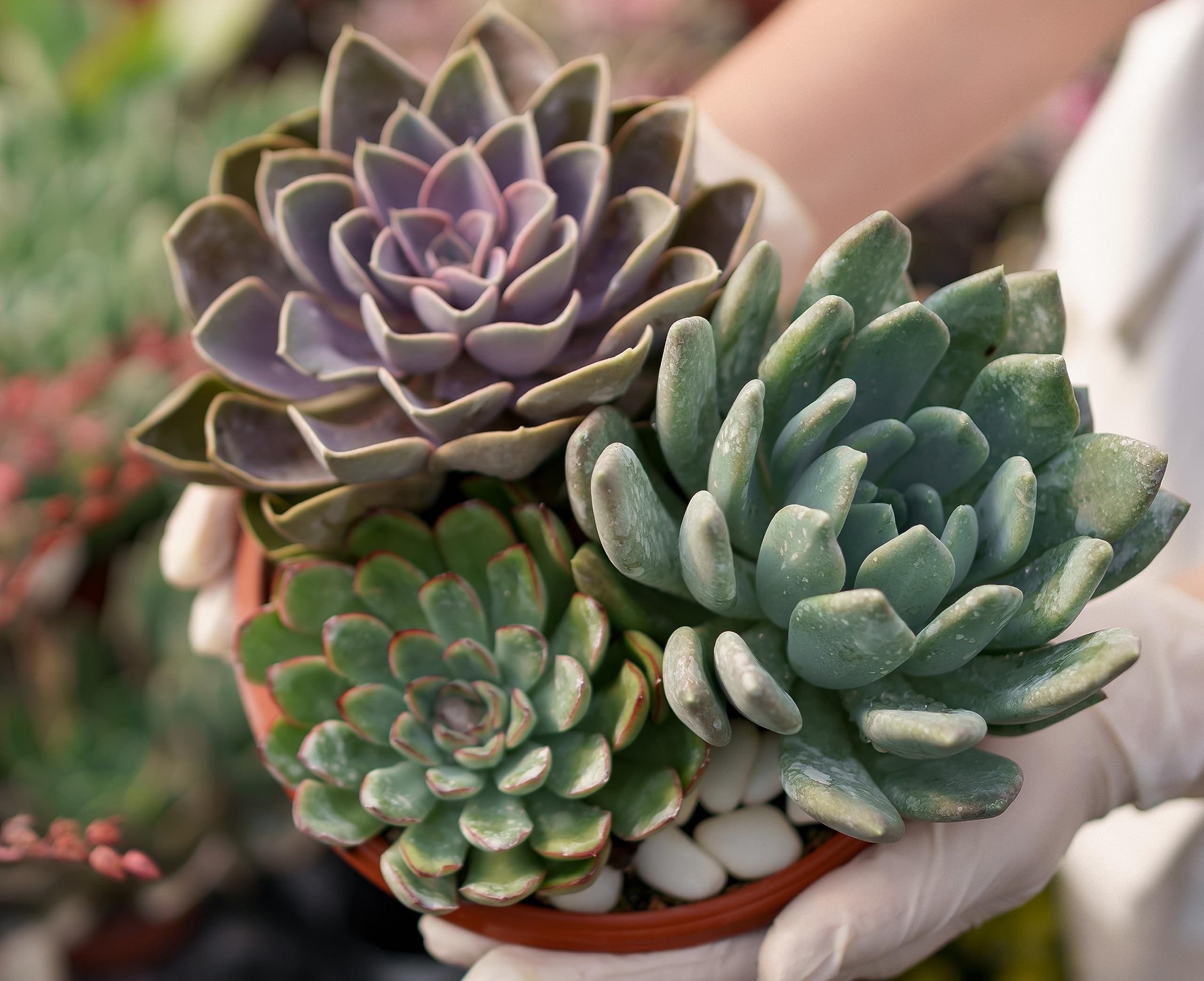 Farm Storey live succulent plant collection set of 3, live succulent ...