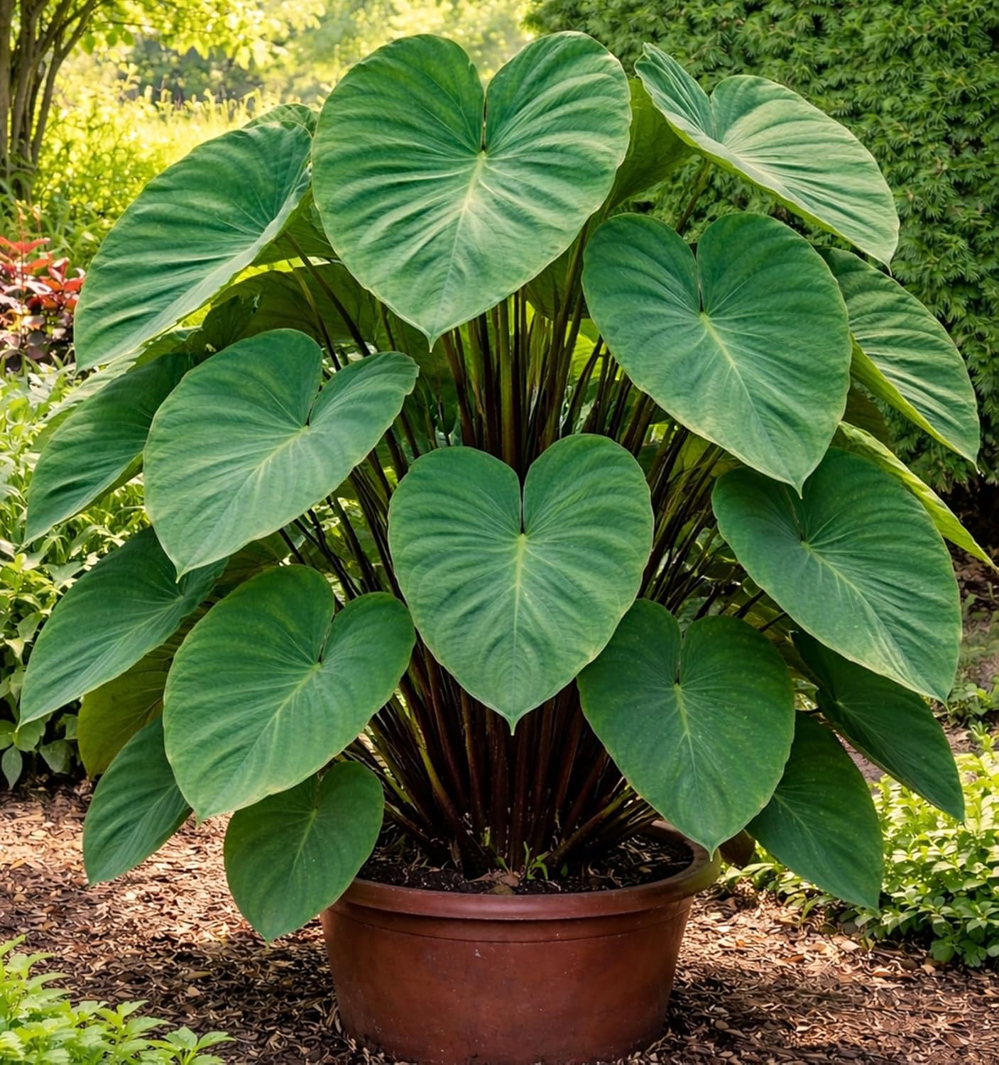 Amazon.com : Elephant Ear Bulbs for Planting - Colocasia – Large ...