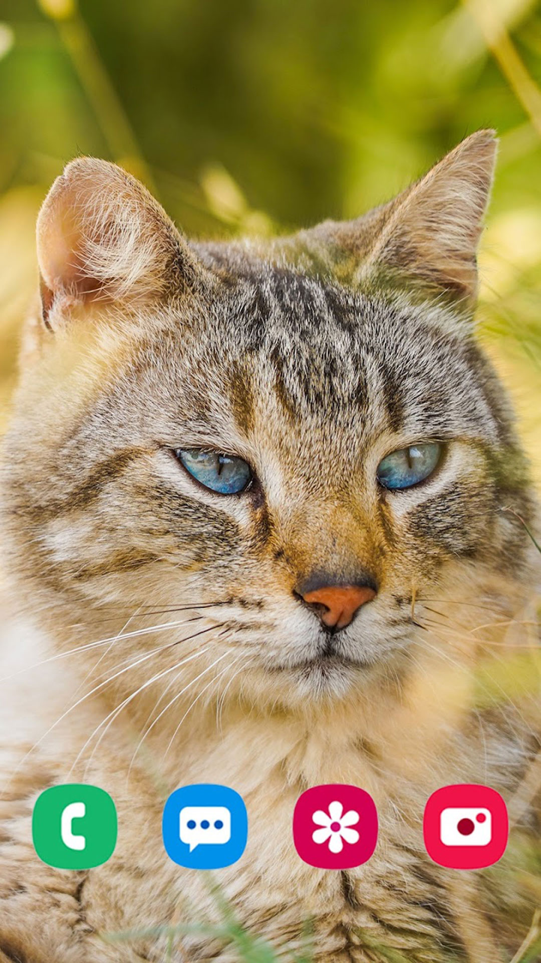 Cat Wallpapers - App on Amazon Appstore