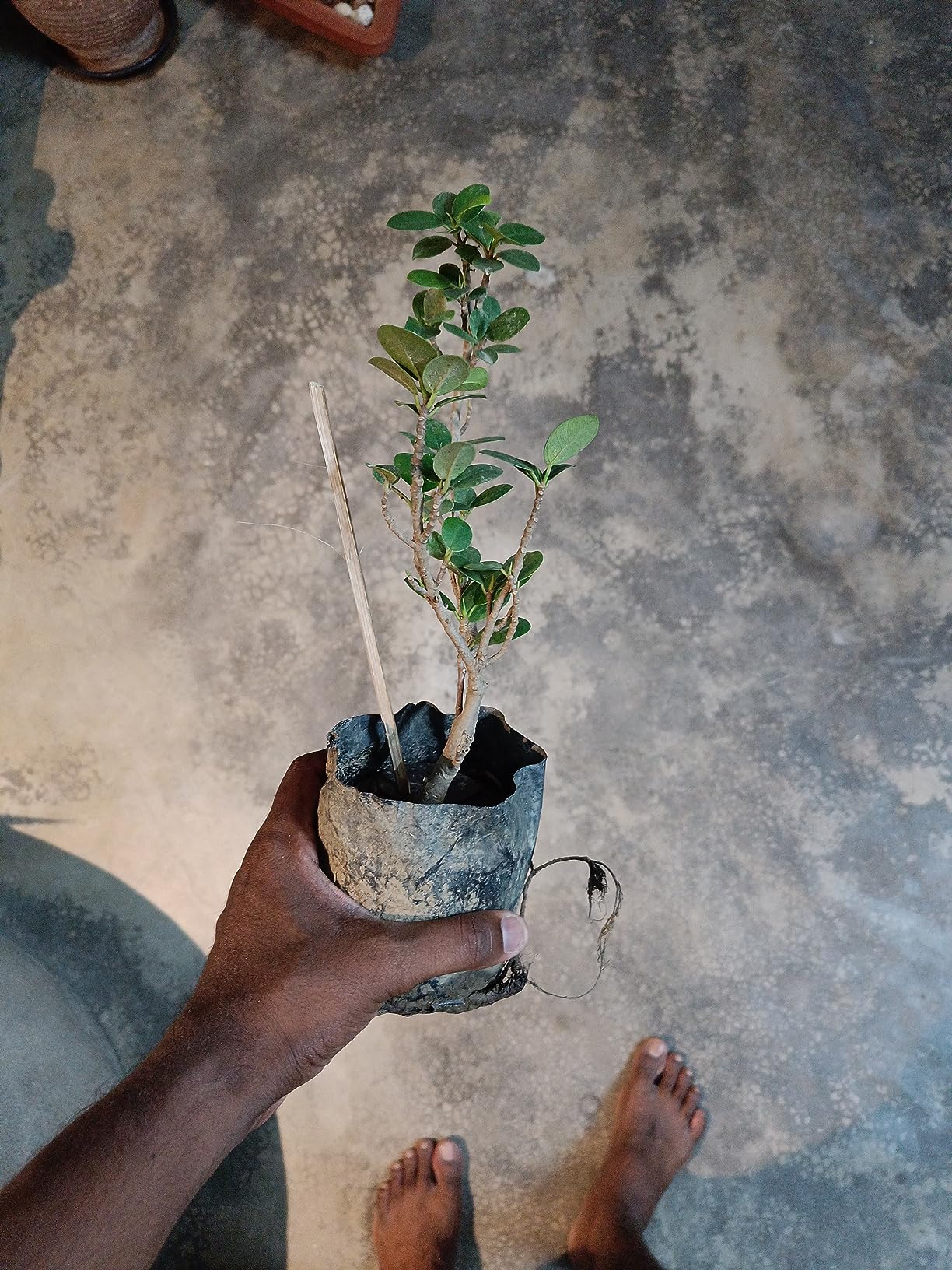 Mampi Garden Chinese Banyan Bonsai Marri Baniyana Baragad Paniyan Ficus ...