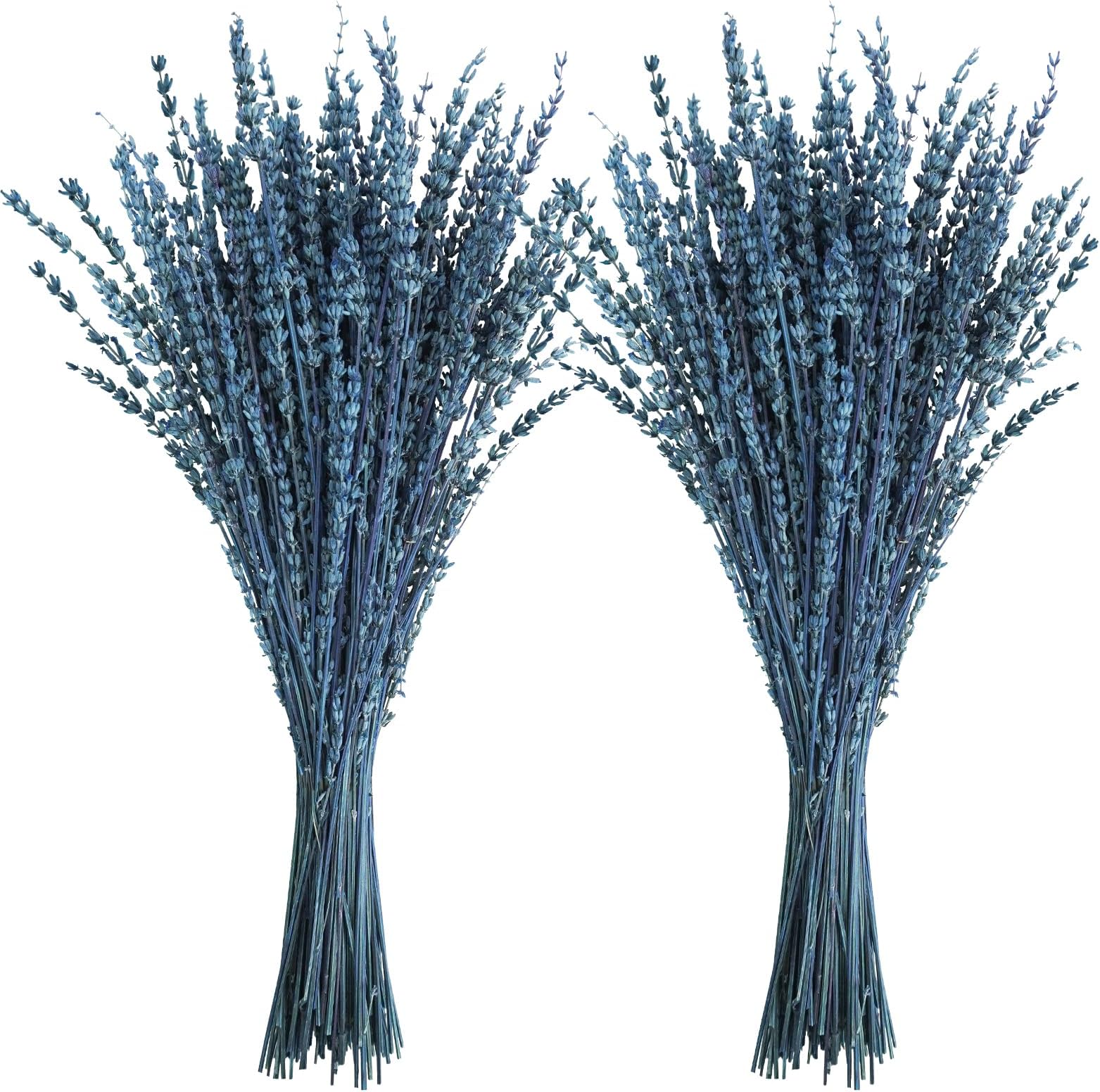 Amazon.com: Uieke Dried Lavender Flowers, 16" Dried Lavender Bundles ...