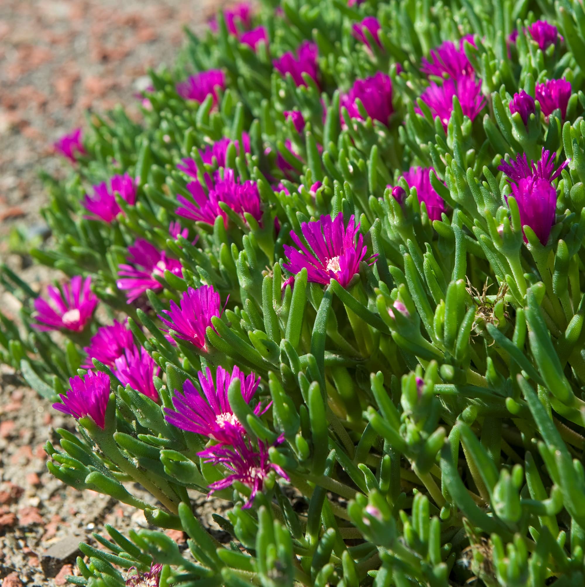 Succulent Ice Plant Flower