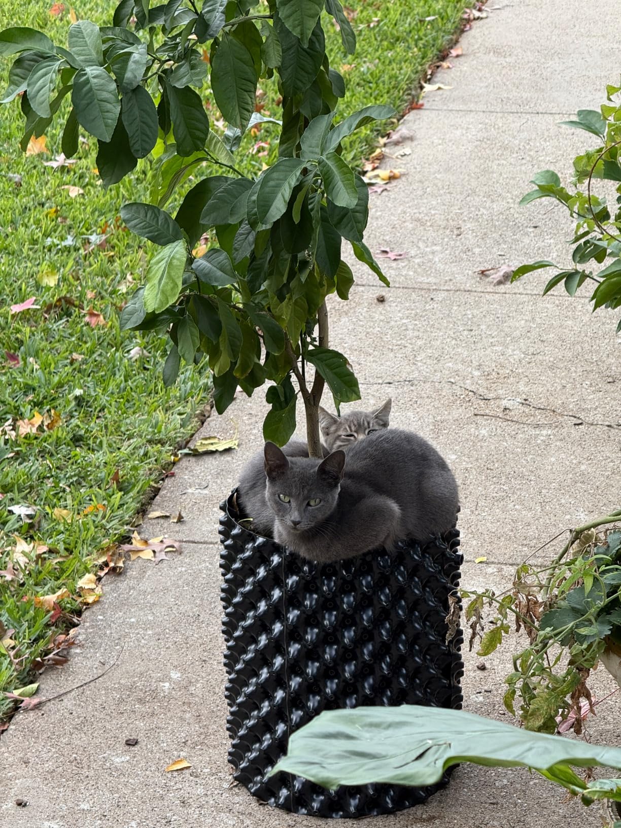 Amazon.com: Air Root Pruning Pots 1 Gallon 30-Pack, Sturdy Plastic ...