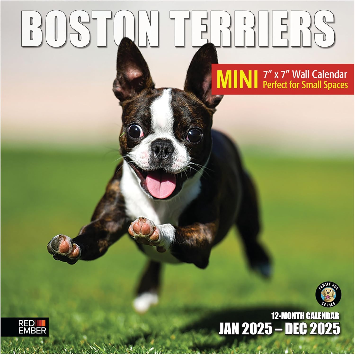 Amazon.com: Small Spaces Mini Wall Calendar - Boston Terriers 2025 ...