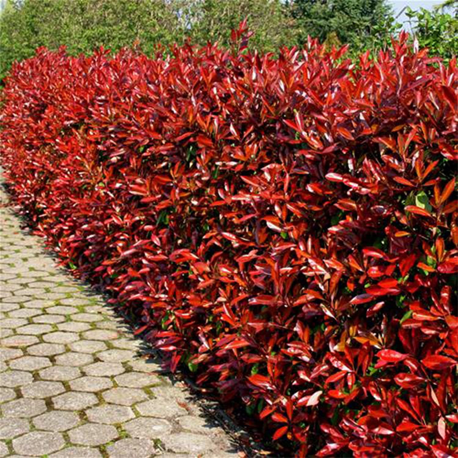 immergrüne Zwerg - Glanzmispel Photinia fraseri Little Red Robin 40-60 ...