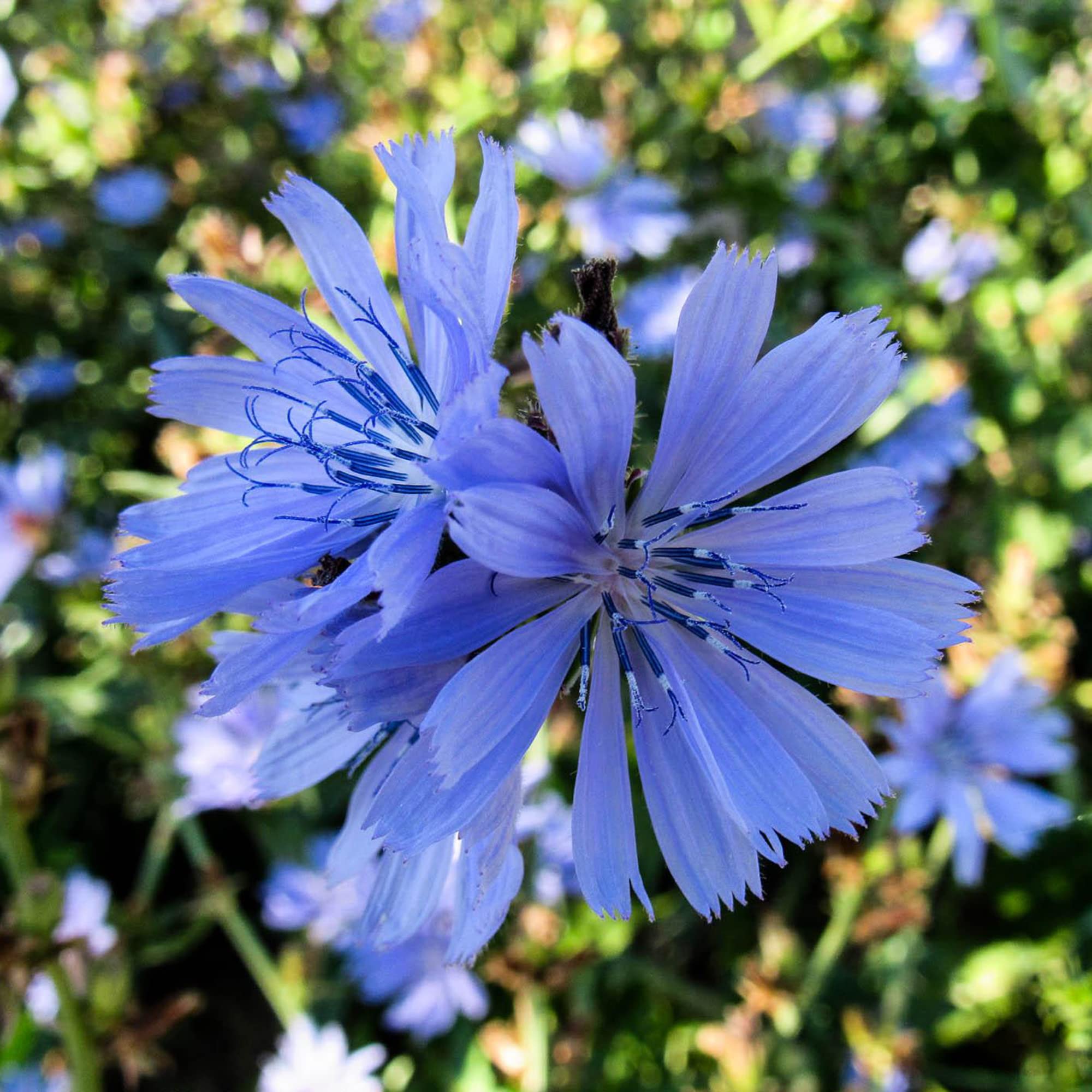 Chicory Plant Uses