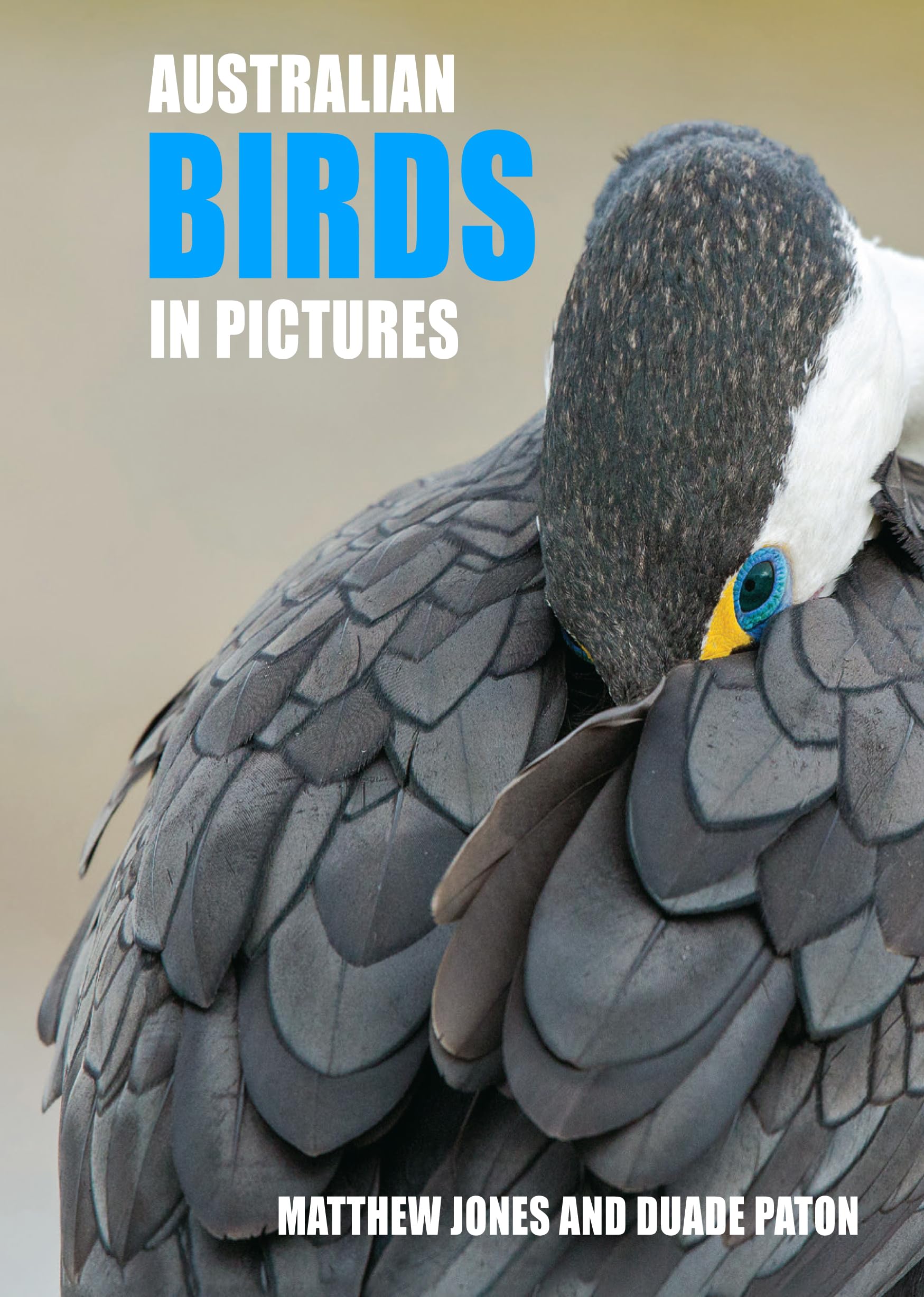 Australian Birds in Pictures (Compact Edition): Jones, Matthew, Paton ...