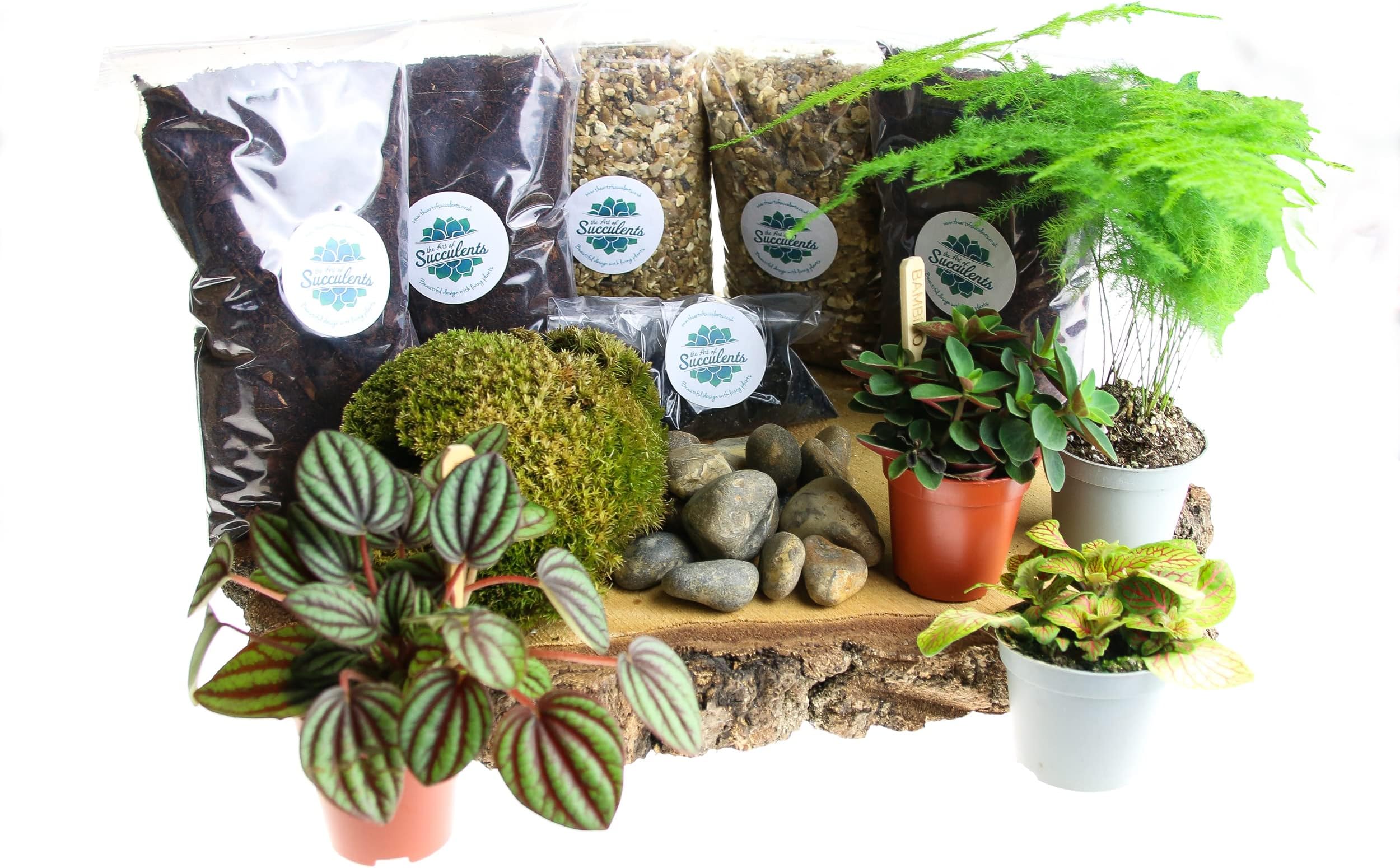 Terrarium Starter Kit Large, Complete Kit with Living Plants Included ...