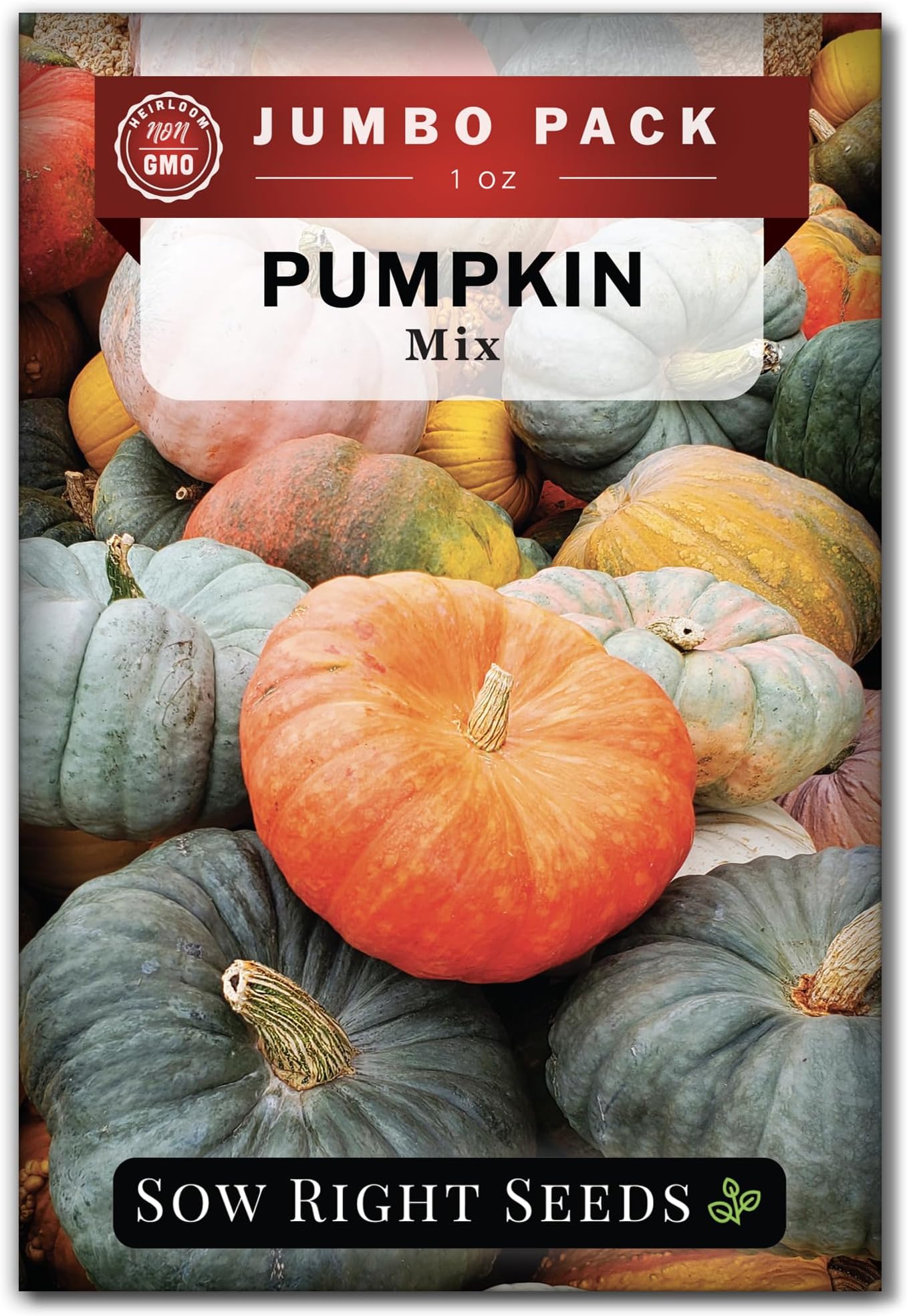 Amazon.com : David's Garden Seeds Pumpkin Kakai 25 Non-GMO, Heirloom Seeds : Pumpkin Plants ...