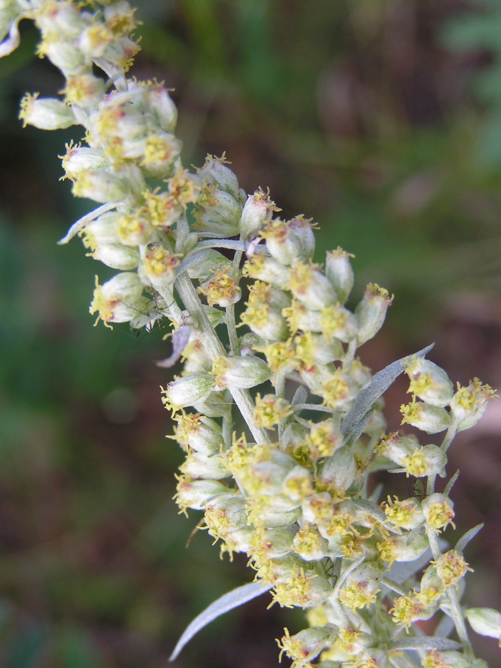 Sagebrush Flower