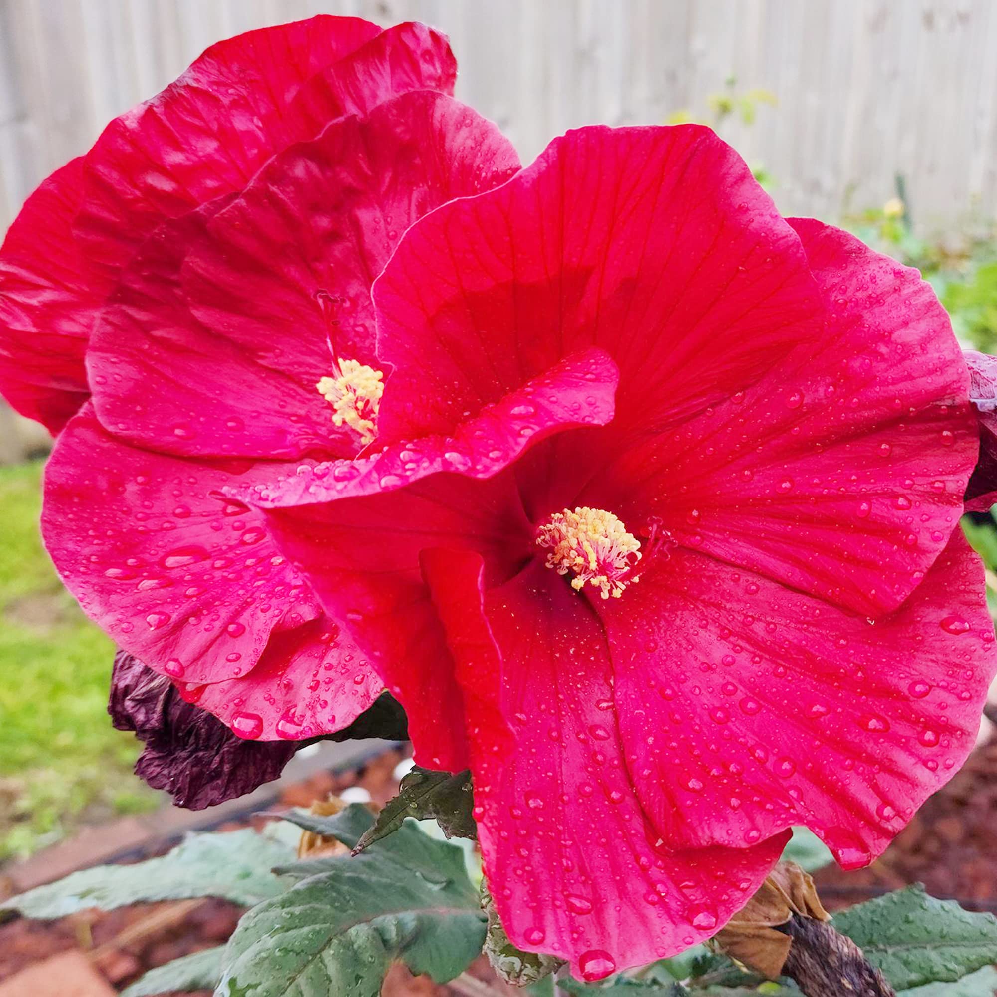 Amazon.com : Dinner Plate Hibiscus Seeds Hardy Perennial Highly ...