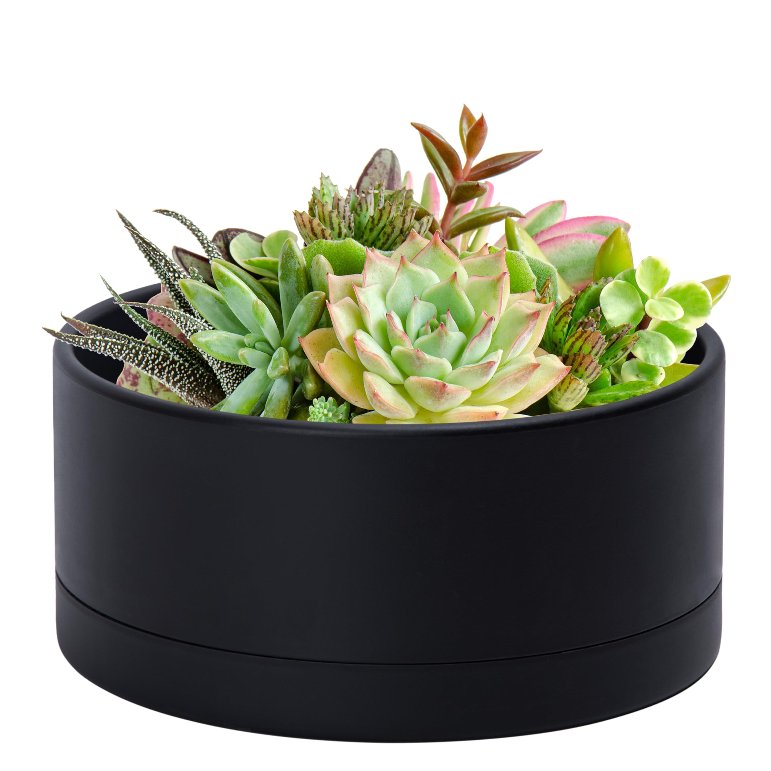 Amazon.com : D'vine Dev 10 Inch Plastic Shallow Planter, Large Round ...