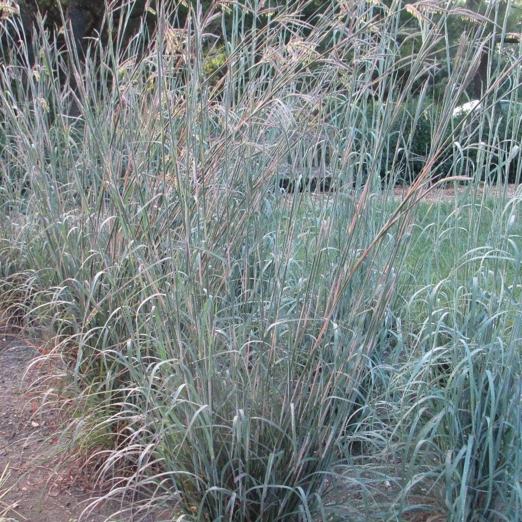 Amazon.com : 500 Big Bluestem Grass Seeds for Planting 1.5+ Grams of ...