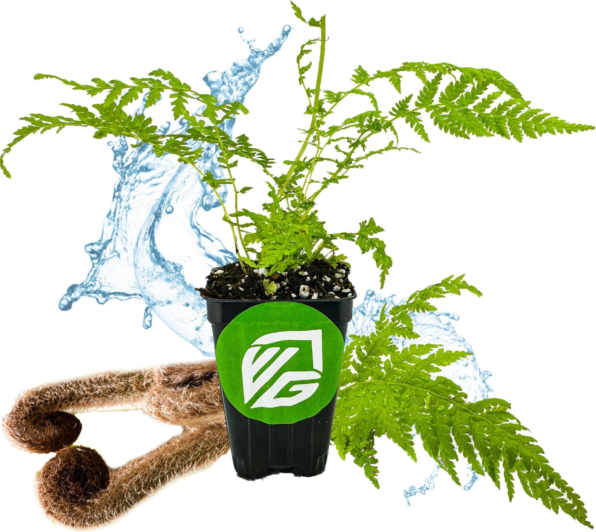 Amazon.com : Australian Tree Fern (Lacy Tree Fern) Live Plant - Cyathea ...